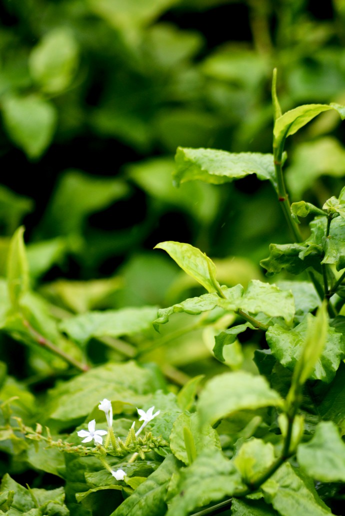 Botanicals at Manoa Heritage Center | Annika Lundkvist Photography ...